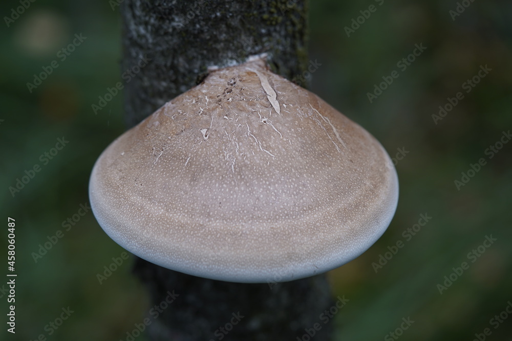 Fomitopsis betulina (previously Piptoporus betulinus), commonly known ...