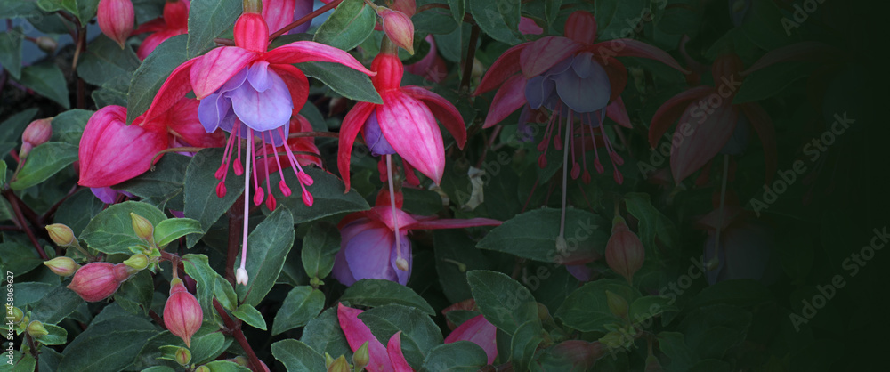 Fuchsias Message Banner - deep pink purple fuchsia flower heads with ...