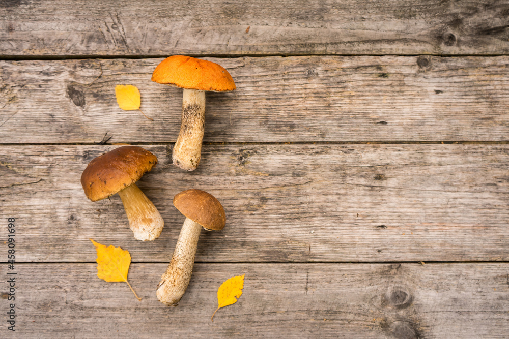 Fresh boletus edulis mushrooms with spurce bunch and cones on rustic ...