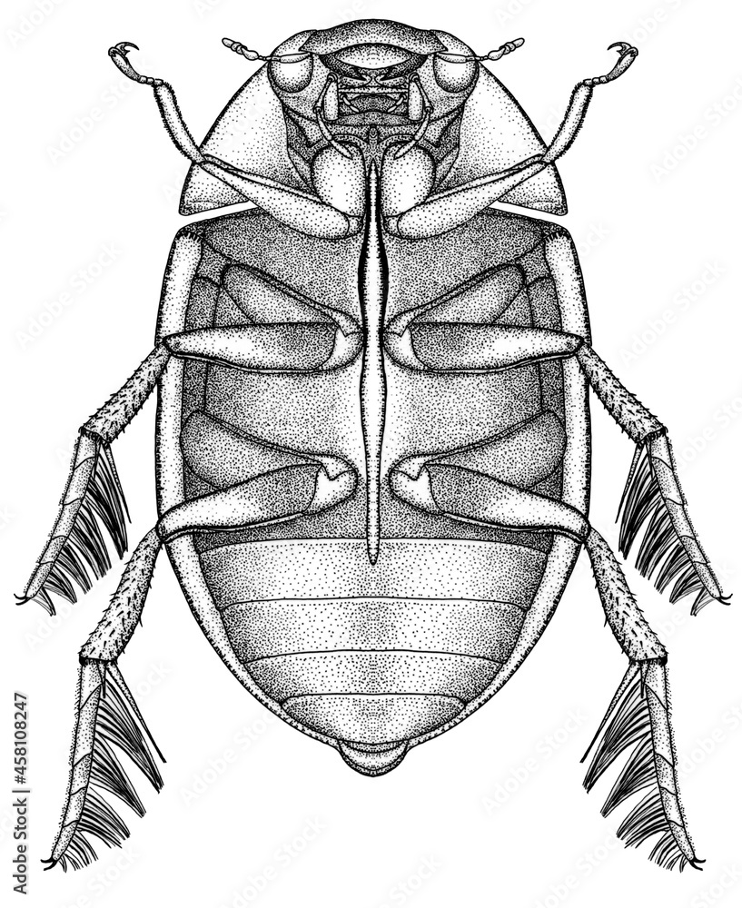 Ink Beetle Drawing in dorsal view (Coleoptera - Hydrophilidae family ...