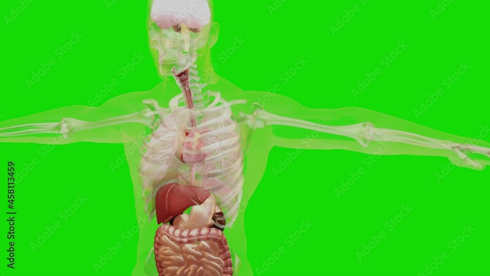Human anatomy, organs, bones. Creative color palettes and designer ...