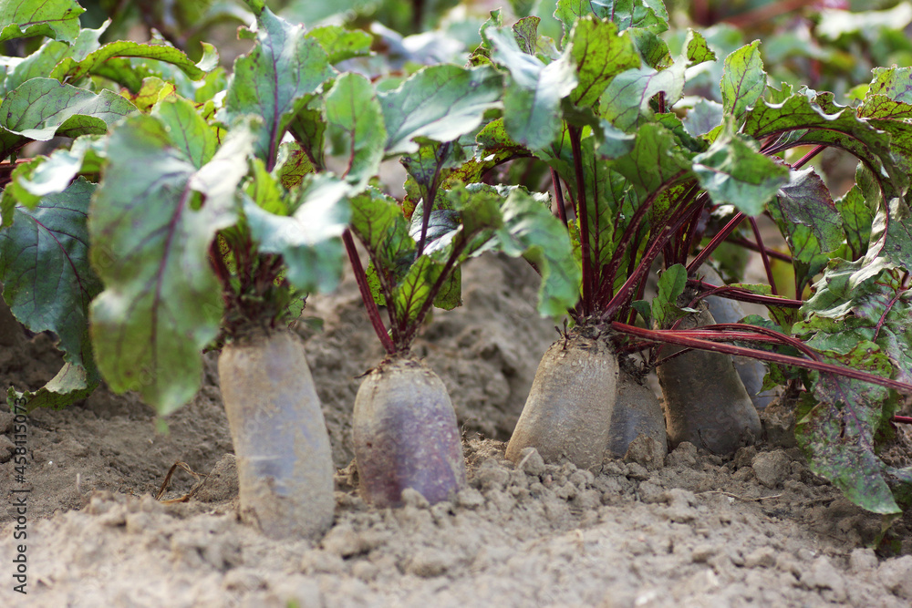 Red beet root plant harvesting in the garden field, macro, closeup ...