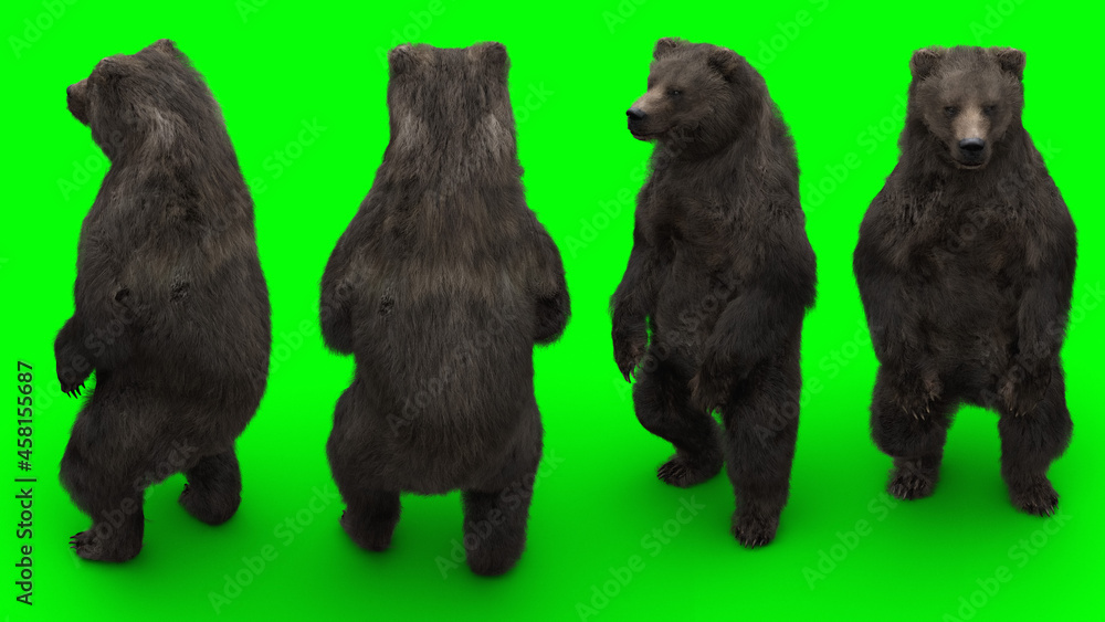 standing bear. Green screen isolate. 3d rendering. Stock Illustration ...