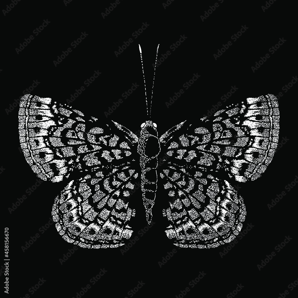 butterfly vector drawing illustration. vector isolated element on the ...