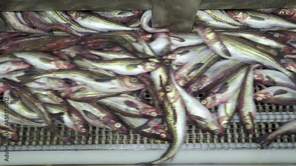Fish factory on a fishing vessel. Close-up. Freshly caught pollock fish ...