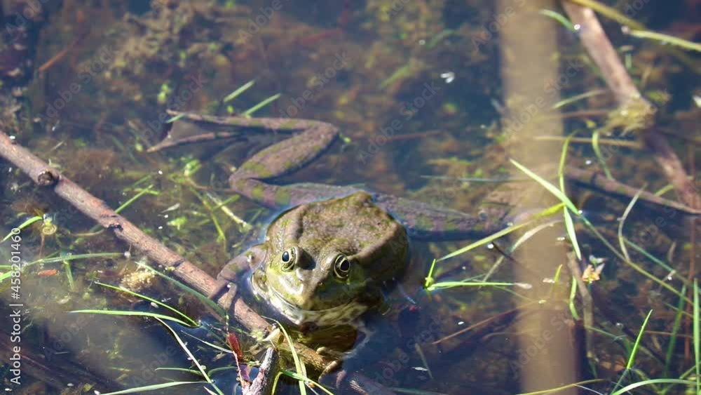 Moor frog (Rana arvalis) inflates his vocal sac - the sound-resonating ...