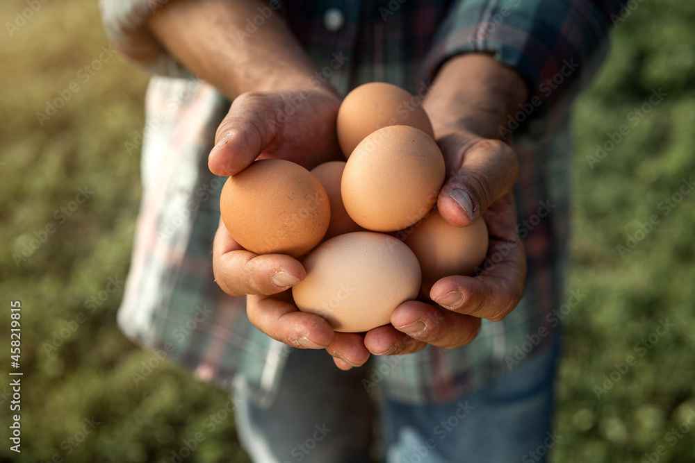 Close up of farmer is showing fresh eggs laid at the moment by ...