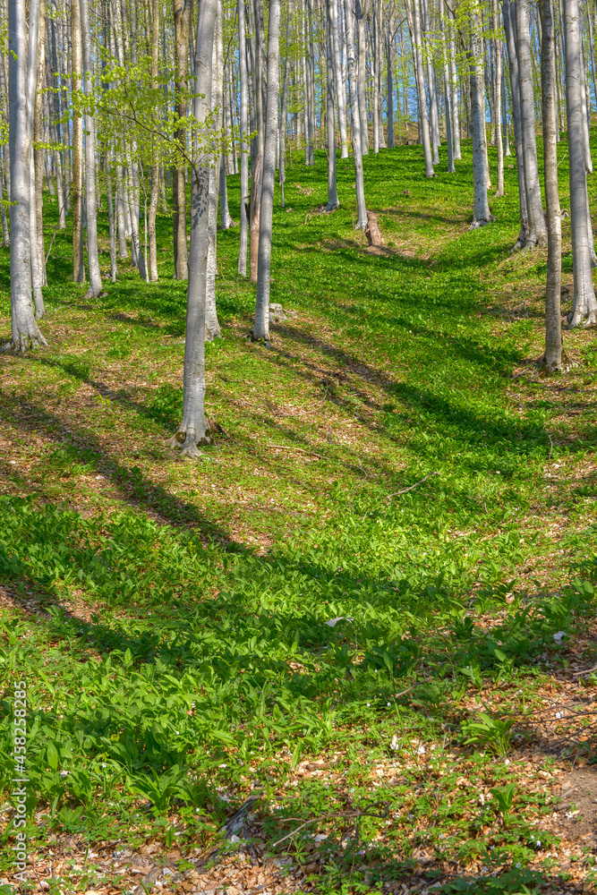 Beech forest in spring, many beech trees with wild garlic (Allium ...