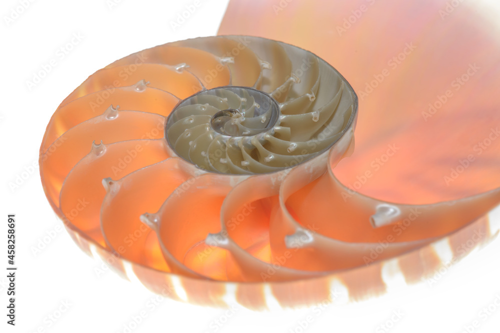 Nautilus pompilius, living fossil mollusca. Chambered Nautilus shell ...