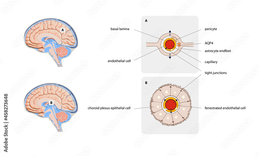Diagram Illustrating Cerebrospinal Fluid CSF in the Brain Central ...