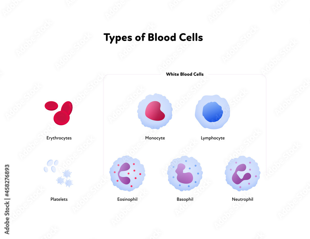 Types of blood cell and analysis concept. Vector flat healthcare ...