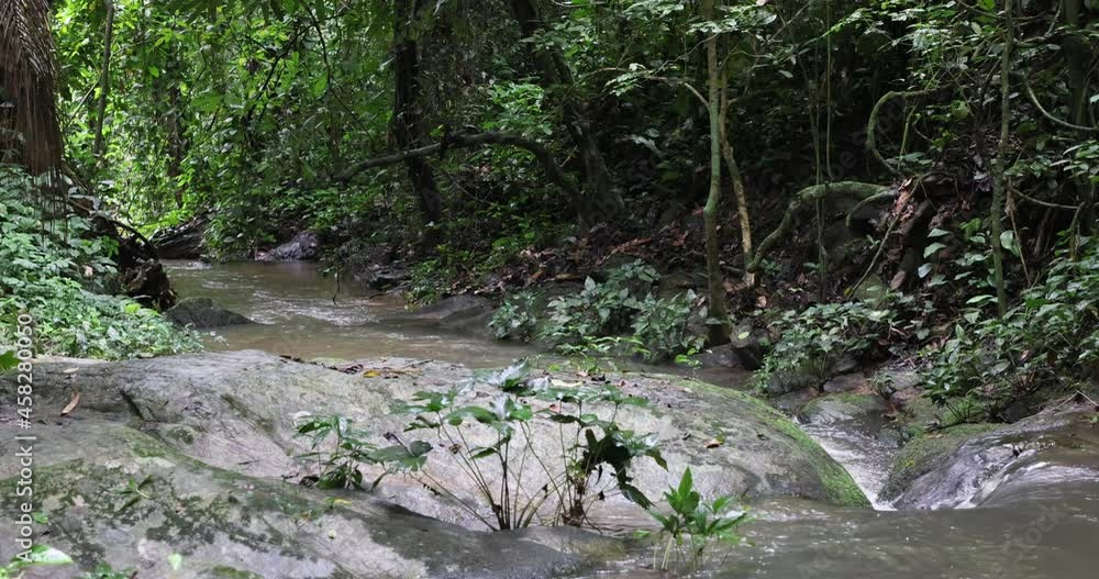 Tagbo Falls river tropical rainforest Eastern Region Gh. Waterfall ...