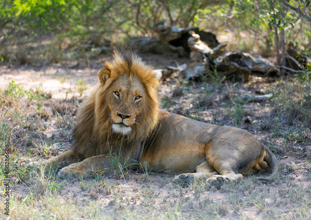 Lion in the bushes. Kruger National Park. Safari in South Africa ...
