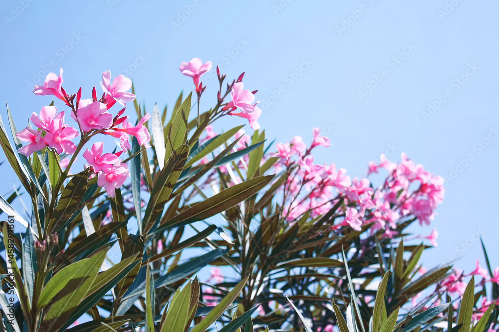 Oleanders, one of the most poisonous commonly grown garden plants Stock ...