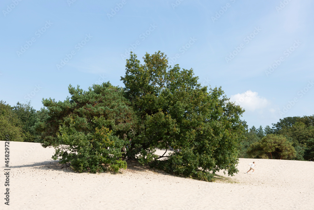 Row of pine trees along the edge of Soesterduinen sand dunes in The ...