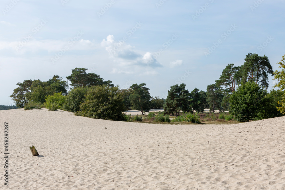 Row of pine trees along the edge of Soesterduinen sand dunes in The ...