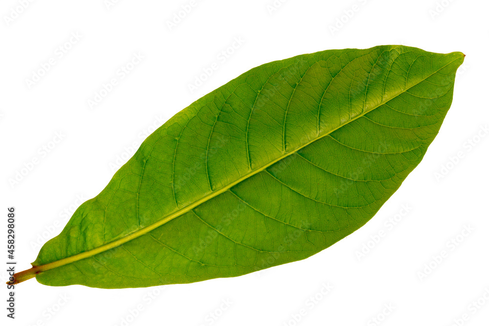 Top view of green country almond leaves, isolated on white background ...
