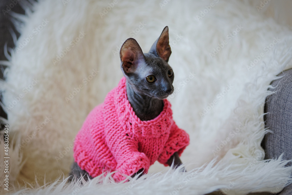 Cornish Rex is a breed of domestic cat. Cornish Rex has no hair except ...