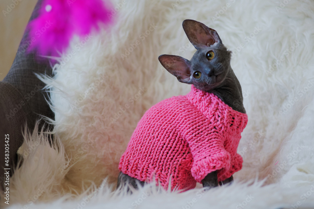 Foto de Cornish Rex is a breed of domestic cat. Cornish Rex has no hair ...
