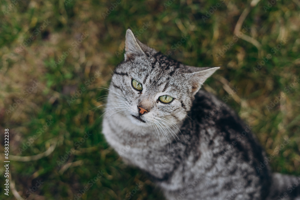 Beautiful domestic gray cat looks up. Adult cat with green eyes sitting ...