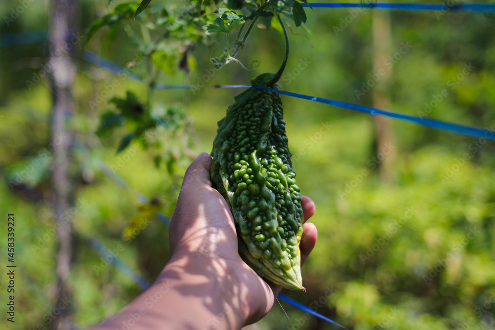 Fresh Bitter melon (Momordica charantia, bitter gourd, bitter squash ...