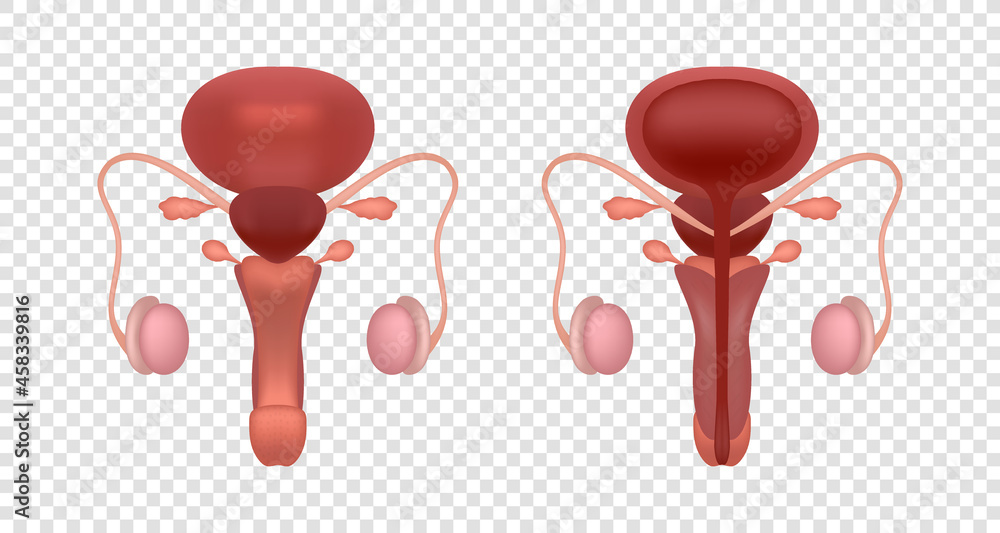 Realistic male reproductive system illustration. Male reproductive ... Realistic male reproductive system illustration. Male reproductive ...