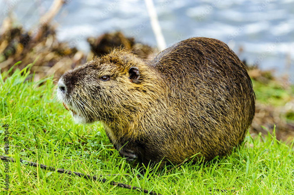 Nutria (Myocaster coypus) semi-aquatic mammal on the bay of Fossa dell ...