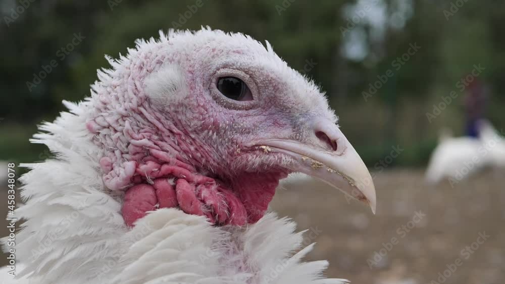 Poultry farm broiler turkey breeding. Poultry farm for broiler turkeys ...