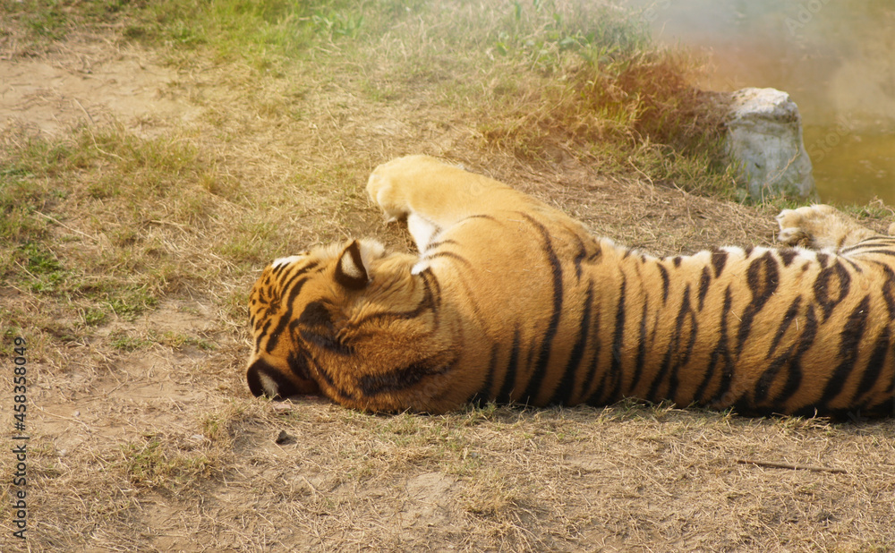 Back view of a beautiful furry Bengal tiger lying on the ground and ...
