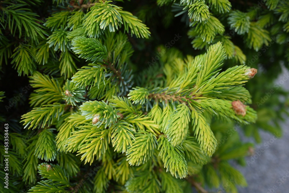 Picea glauca (the white spruce) is a species of spruce native to the ...