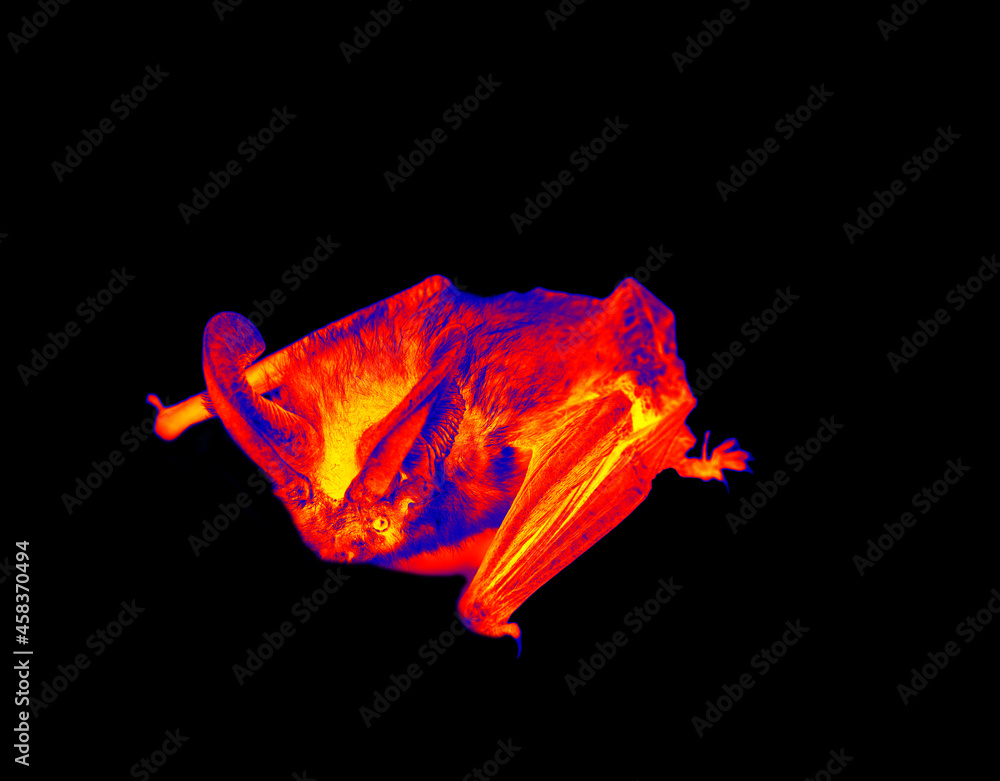 bat close up on a black background. Scanning the animal's body ...