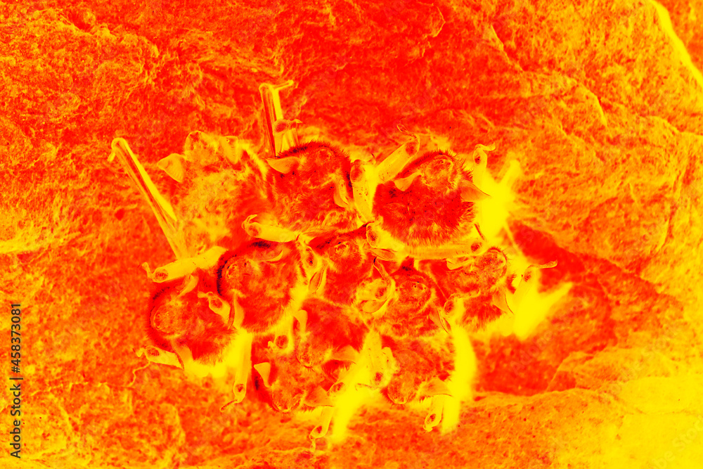 Bats hang from the ceiling of the cave. Scanning the animal's body ...