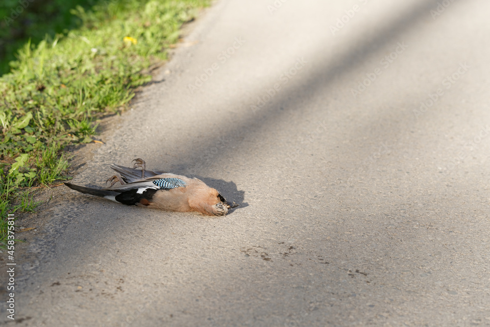 Eurasian Jay bird hit by car. Garrulus glandarius lay on the road Stock ...