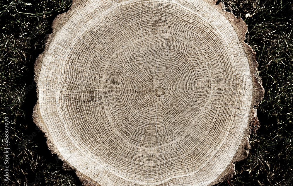 Realistic photo of detailed cut tree slice with rings and organic ...