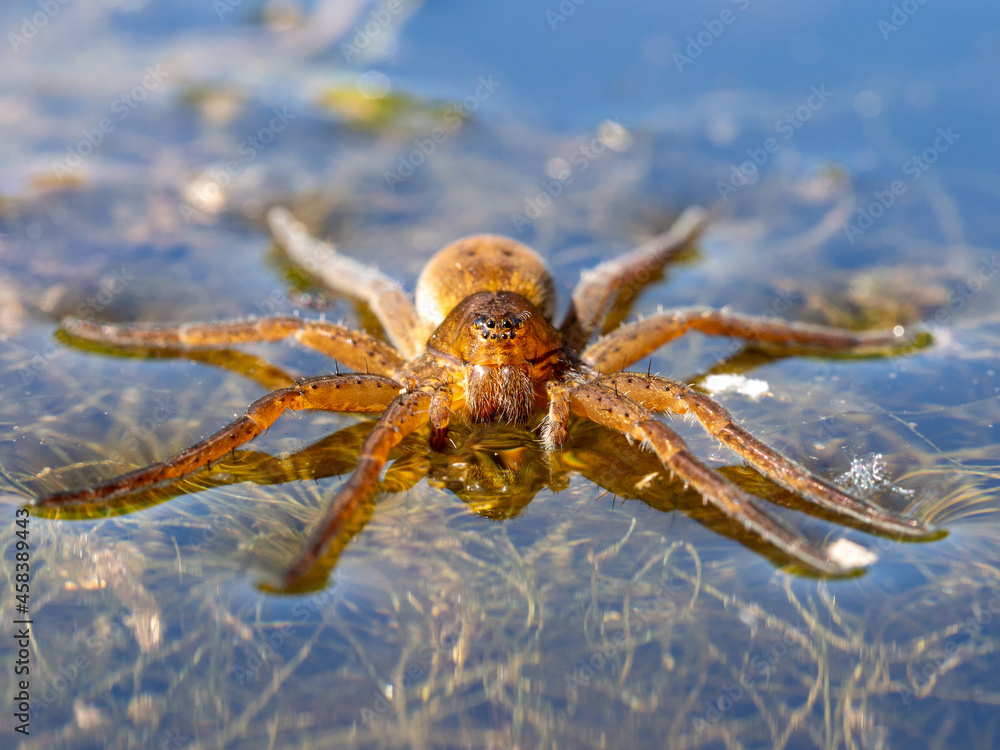 Diving Bell Spider - Argyroneta Aquatica On Water Surface Stock Photo ...