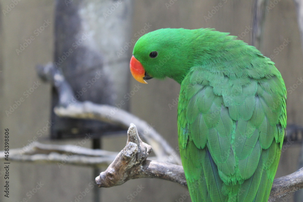 Burung Nuri Bayan atau Eclectus roratus - Parrot Stock Photo | Adobe Stock
