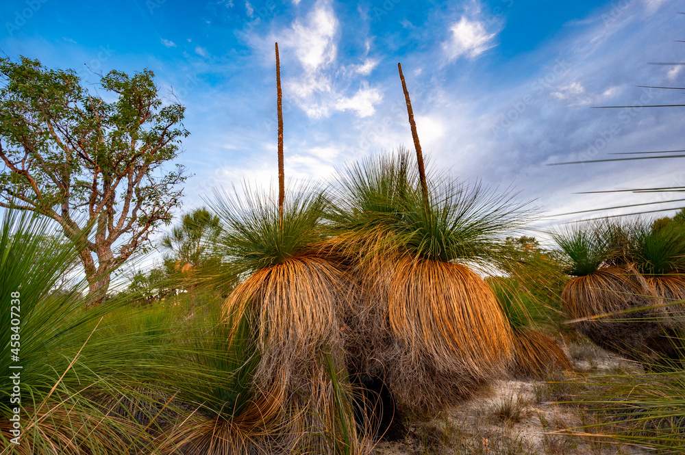 Xanthorrhoea preissii, known as balga, is a widespread species of ...