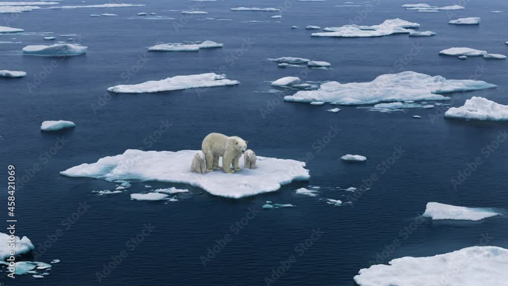 Three polar bears are walking on the melting Arctic sea ice. Warming ...