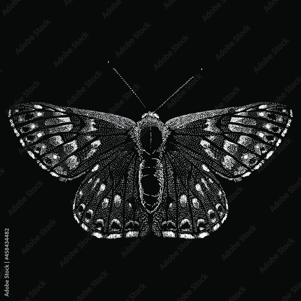 butterfly vector drawing illustration. vector isolated element on the ...