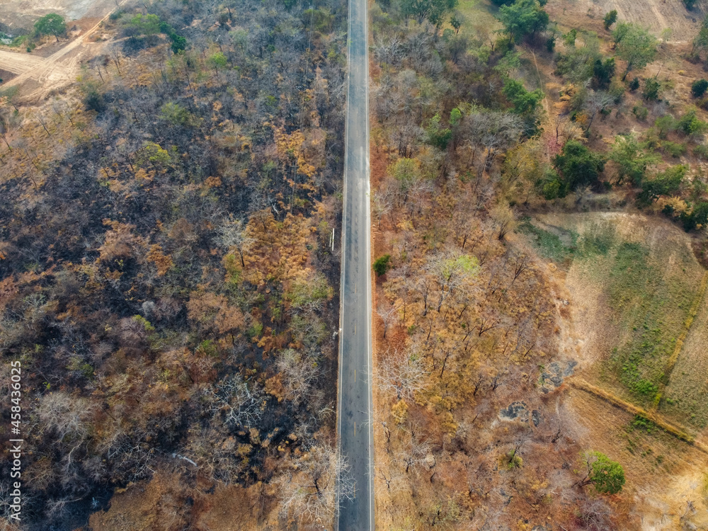 Arid yellow forest, The road in the forest was filled with trees ...