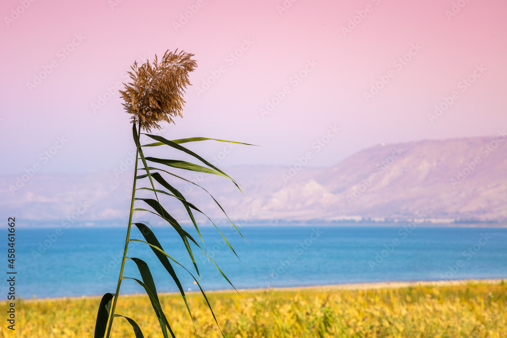 Minimalist landscape. Reed grows on the shore of the Sea of Galilee ...