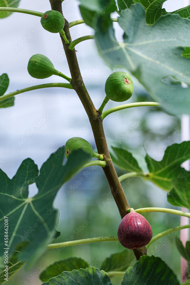 ripe fig fruit hanging on the branch of fig tree in greenhouse ...