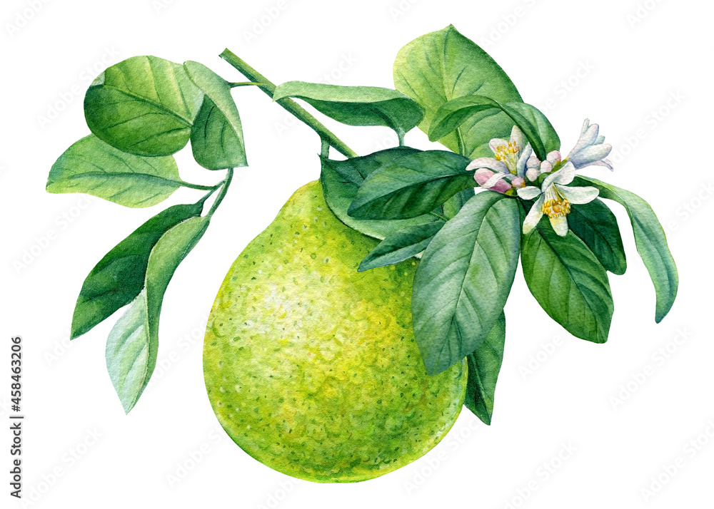 Citrus fruit. Bergamot with leaves and flower on isolated white ...