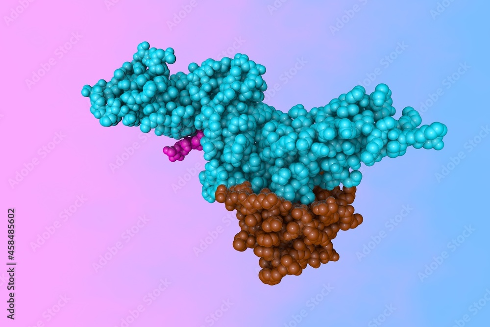 Space-filling molecular model of human interleukin-12. Rendering with ...