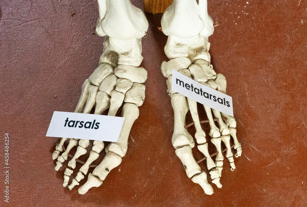 Poster Tarsals and metatarsals shown on a skeleton – Wall Art | UkPosters