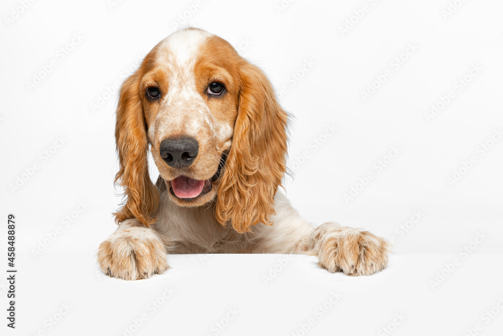 Curious cute muzzle Cocker Spaniel dog looking at camera isolated over ...