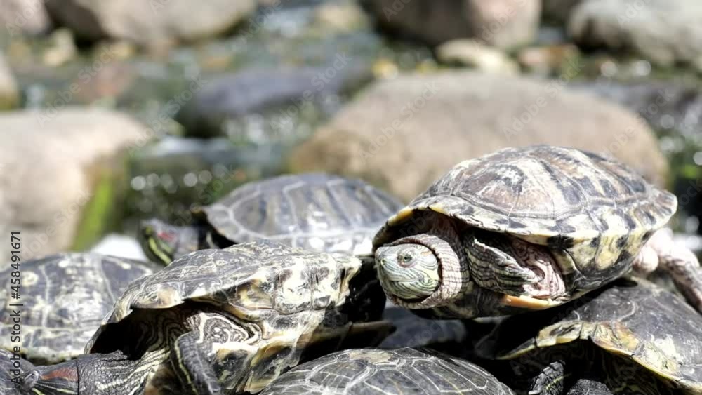Lots of turtles on the rock. Turtles in the summer in the park ...