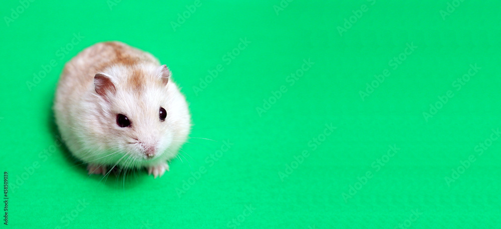 Fluffy white domestic hamster on a green background Stock Photo | Adobe ...