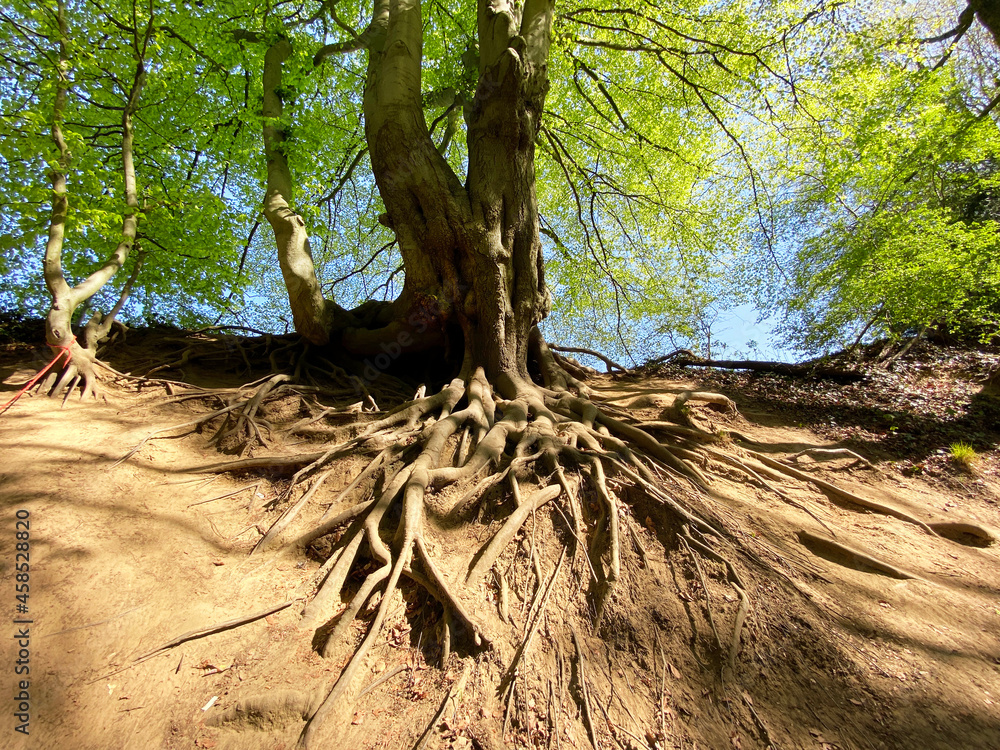 Großer Baum mit mächtigen Wurzeln Stock Photo | Adobe Stock