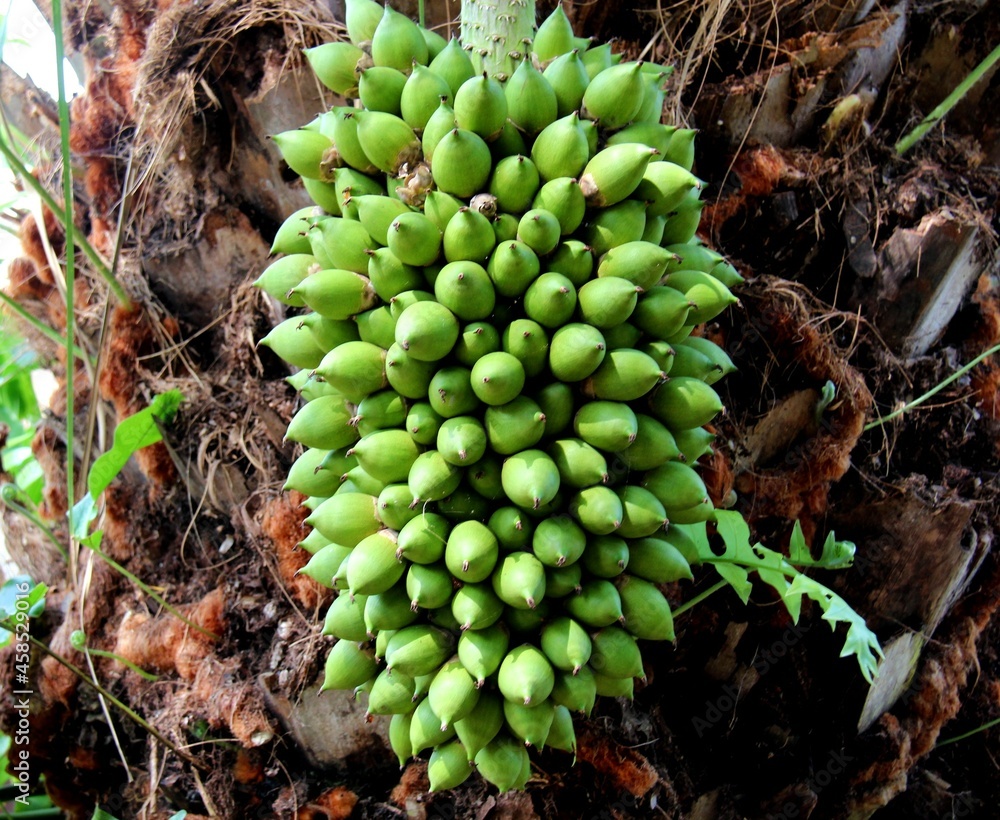 A branch of dende is still green on a tree. Also known as dendê ...
